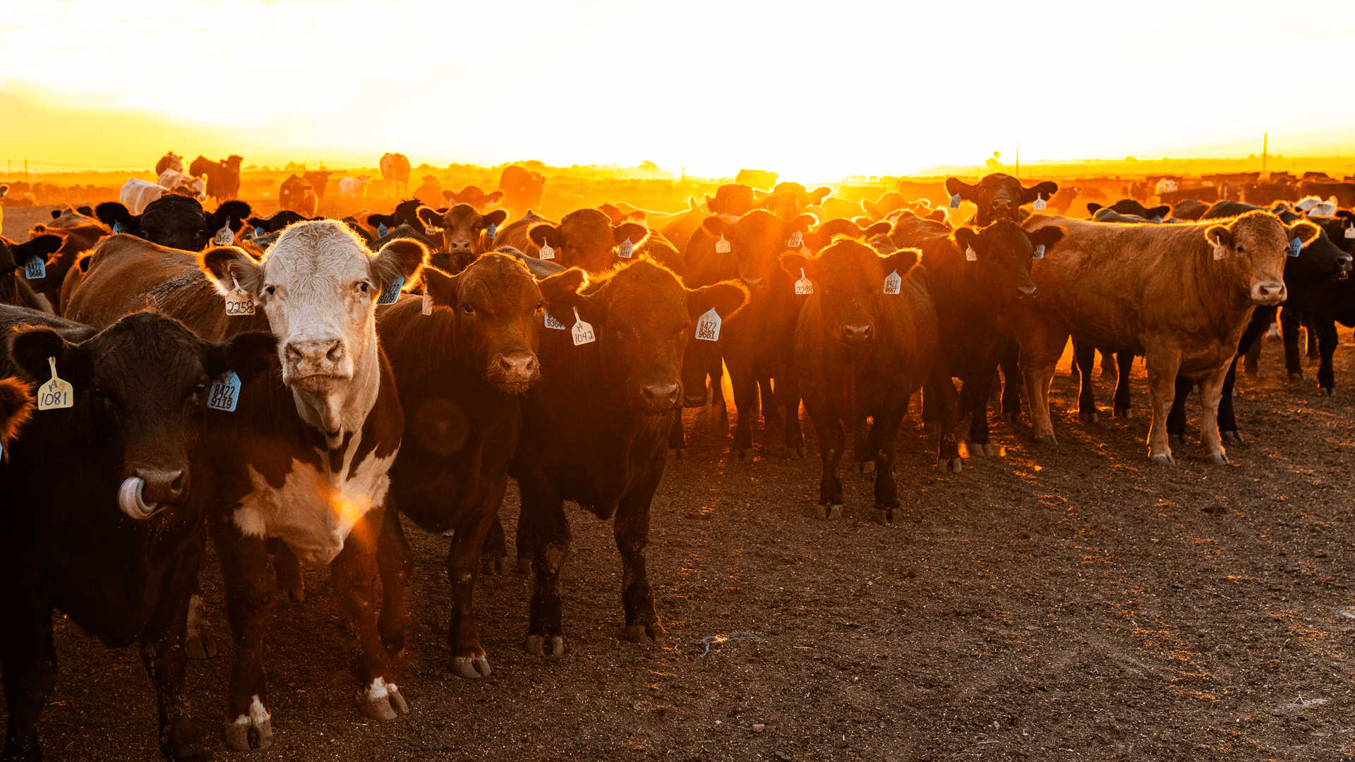 Explore - World Without Cows